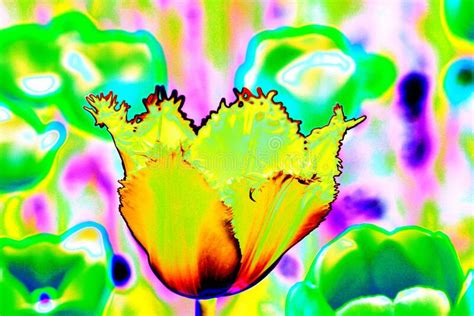 Esquema De Cores Alterado Do Fecho Das Flores Tulipas Fundo Colorido Brilhante Ilustração