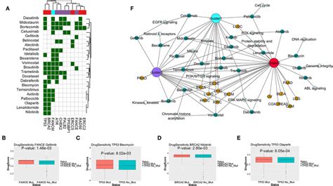 A Drugs Targeting Predicted Synthetic Lethal Partners For Gene Download Scientific Diagram