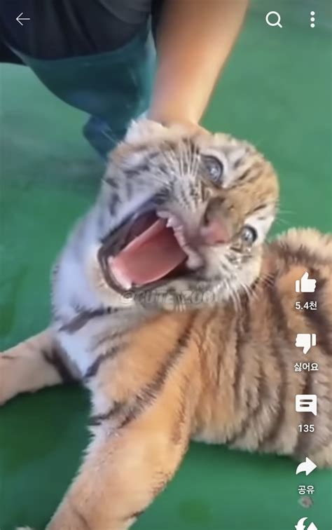 호랑이 포효 Mlbpark