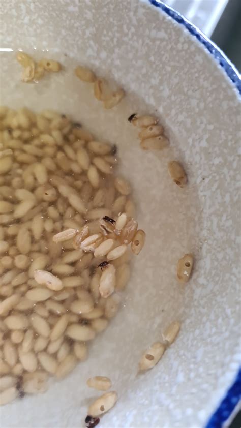 Found These Bugs In My Catnip Kit That I Received A Month Ago What Are These Bugs Can I Still