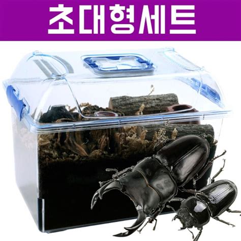 왕사슴벌레세트 초대형세트 곤충아카데미