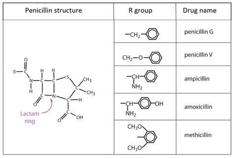 Beta Lactam Allergy In The Paediatric Population Canadian Paediatric
