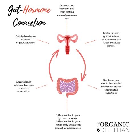 Are Digestive Issues And Hormone Imbalances Connected The Organic Dietitian