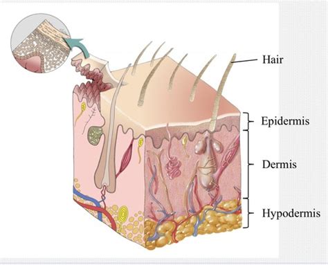 Chapter Integumentary System Flashcards Quizlet