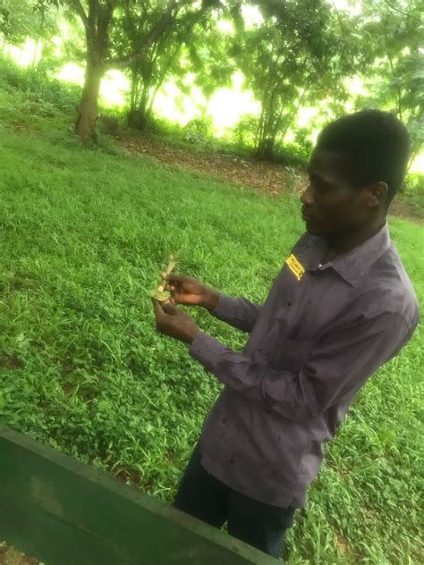 Samuel Klutse On Linkedin Todayi Used A Powerful Organic Rooting