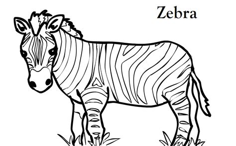 Zebra Coloring Pages
