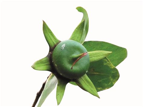 Bukti Ilmiah Mengonsumsi Buah Pedada Bisa Mengatasi Diabetes Trubus