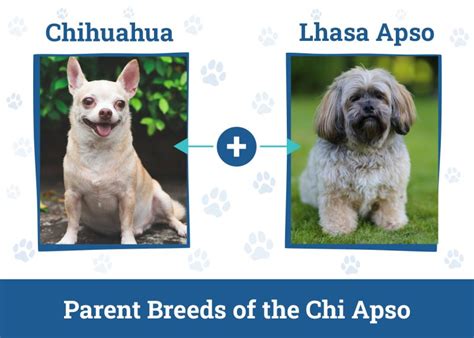 Chi Apso Chihuahua And Lhasa Apso Mix Info Pictures Care And More