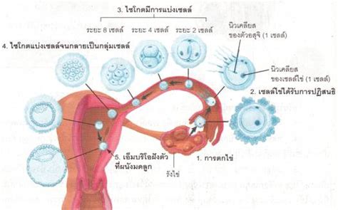 การปฏิสนธิ กลไกของสิ่งมีชีวิต