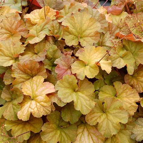 Northern Exposure™ Amber Heuchera Season Long Color