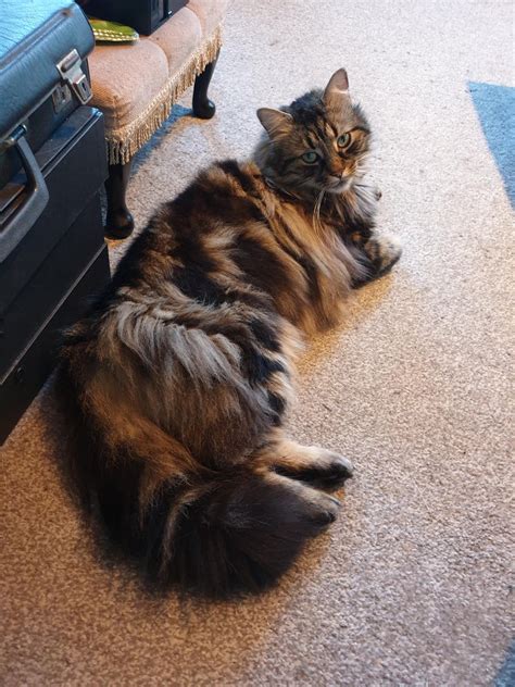 Ziggy Aka Zig Zag R Maplethecat