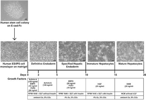 Figure 1 From Differentiation Of Hepatocytes From Pluripotent Stem Cells Semantic Scholar