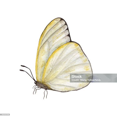흰색 배경에 격리된 수채화 양배추 나비 벽지 인쇄 섬유 보육원 스크랩북 청첩장 배너 디자인 엽서 의류에 적합합니다 고정됨에 대한 스톡 벡터 아트 및 기타 이미지 Istock
