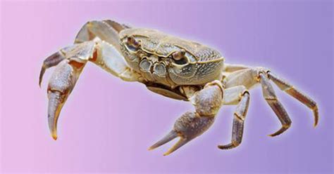 Researchers Use Crab Shells To Create New Biodegradable Batteries With 99 7 Efficiency The