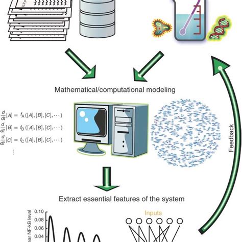 Schematic Picture Of Mathematical Modeling Approaches To Toll Like Download Scientific Diagram