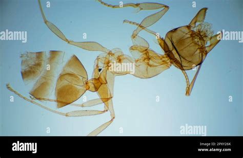Ant Anatomy Stock Videos And Footage Hd And 4k Video Clips Alamy