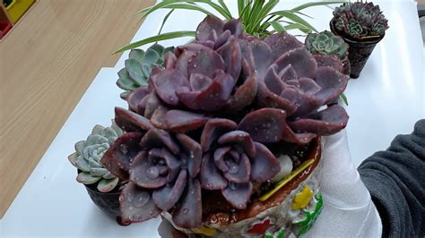 다육이찰흙화분진짜1000원 수제화분에 분갈이 하니 멋지네요 Youtube