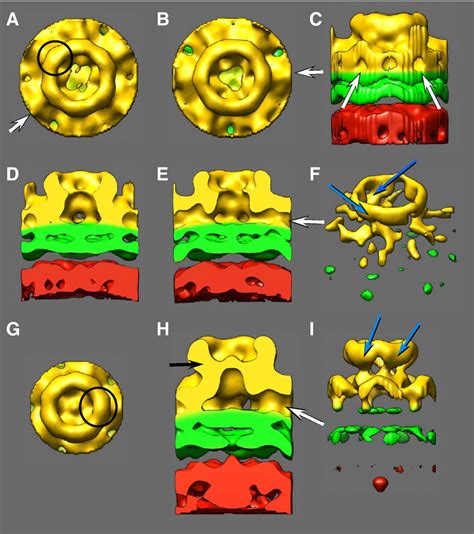 Figure 3 From Single Particle Cryo Electron Microscopy Of Rift Valley Fever Virus Semantic