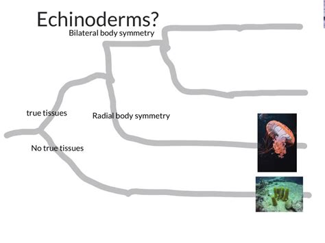 Solved Describe The Different Classes Of Echinoderms Using Examples
