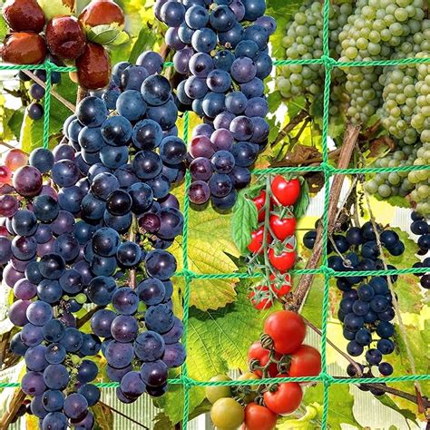 Amazon Com Plant Trellis Netting For Climbing Plants Outdoor Heavy Duty Growing Net Garden