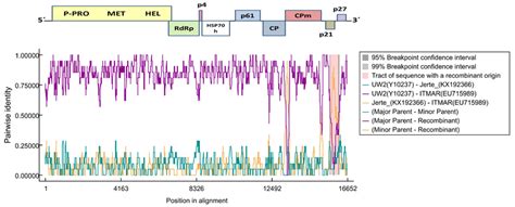 Recombination Events Predicted By Rdp V495 Recombination Detection