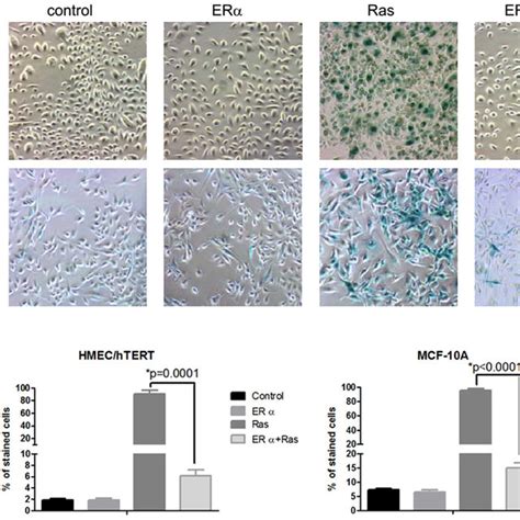 Inhibition Of H Ras V12 Induced Senescence Like Phenotype By Erα A Download Scientific