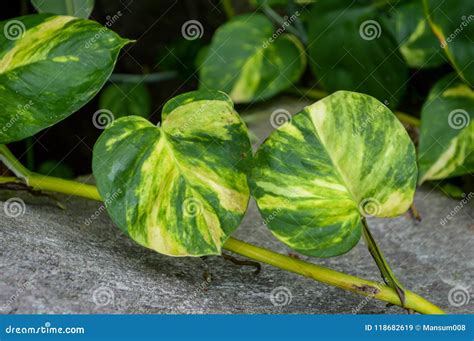 Fresh Green Epipremnum Aureum Leaves In Nature Garden Stock Image