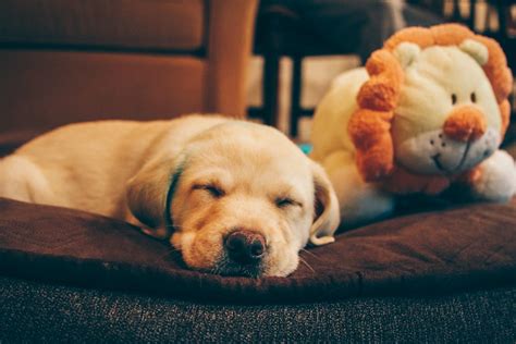 Is Melatonin Safe To Give To My Pet Firstvet