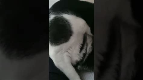 콧수염 고양이 그루밍 Youtube