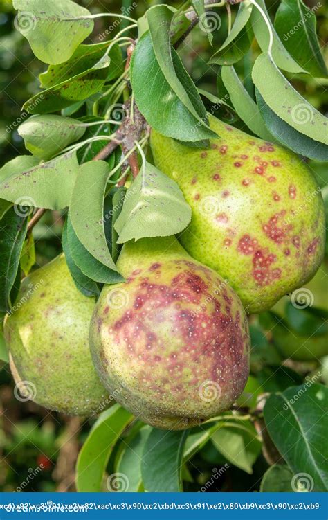 Pear Tree Disease On Leaves And Fruits Close Up Protection Of The Garden Against Fungus Stock