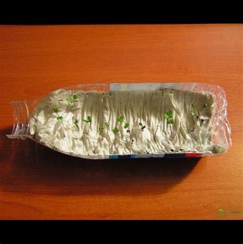 Как да си отгледате разсад в пластмасово шише който не оставя мръсотия след себе си и не е