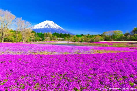 【夢のようなお花畑】 全国の芝桜（シバザクラ）絶景5選｜zekkei Japan