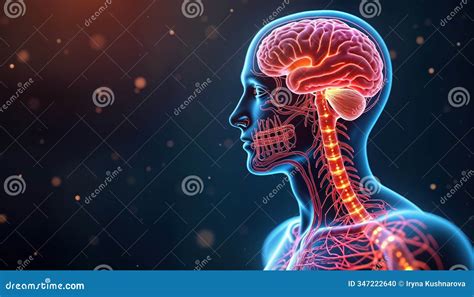 Detailed 3d Illustration Of Human Nervous System Brain Spinal Cord Highlighted Nerves Nerve