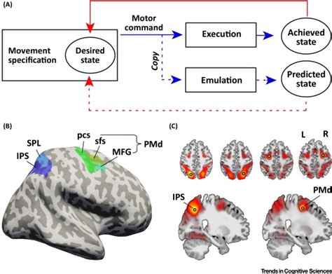 The Dorsal Frontoparietal Network A Core System For Emulated Action Trends In Cognitive Sciences