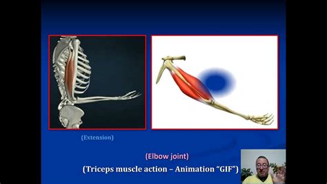 Arm Ii Posterior Compartment Muscles And Nerves Upper Lim ايمن خنفور Youtube