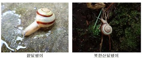 인공증식한 멸종위기 참달팽이 20마리 홍도에 첫 방사