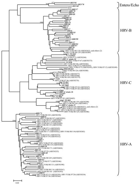 Phylogenetic Analysis Of Hrv Vp4vp2 Coding Region Detailed