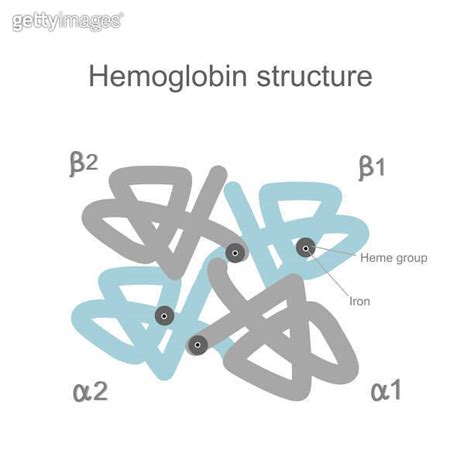 The Picture Of Quaternary Structure Of Hemoglobin Hb Or Hgb