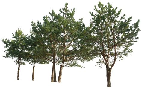 Cutout Tree Pinus Sylvestris Vegetation Png