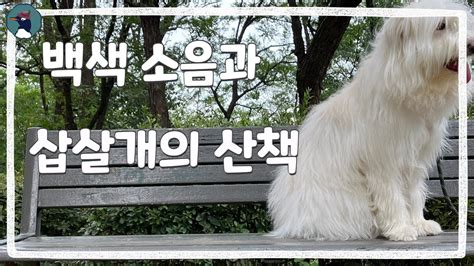 백색소음과 삽살개의 산책 Youtube