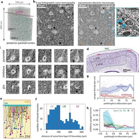 Automated Segmentation Of Neuronal Morphologies Using Convolutional