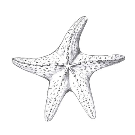 Premium Photo Hand Drawn Pencil Drawing Of Starfish Isolated
