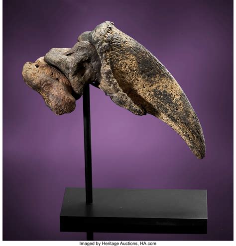 Large And Fine Giant Sloth Claw Fossils Mammals Lot 49279