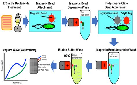 Immunomagnetic Separation Flowchart Detailing The Capture Of The
