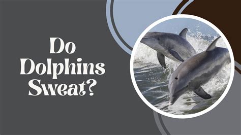 How Do Dolphins Hear Without Ears Decoding The Sonic Secrets