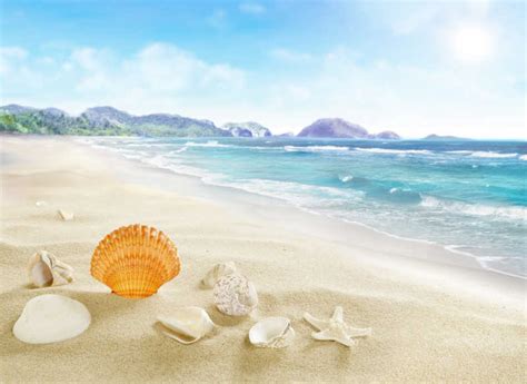 夏日海滩上的贝壳图片 沙滩上多彩的贝壳素材 高清图片 摄影照片 寻图免费打包下载
