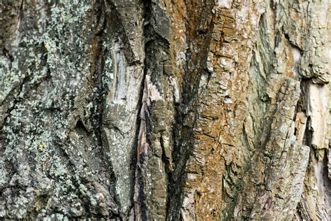 How To Tell If You Have A Dying Tree Rooted Tree Service