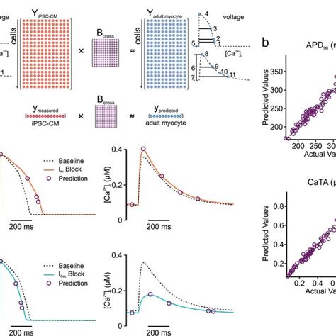 Cross Cell Type Modeling To Predict Drug Responses In Diseased Adult Download Scientific