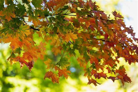 Peak Of The Week Chico California Fall Color