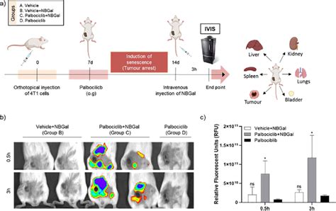 A Palbociclib Induced Senescent Cancer Model For Tumor Generation Download Scientific